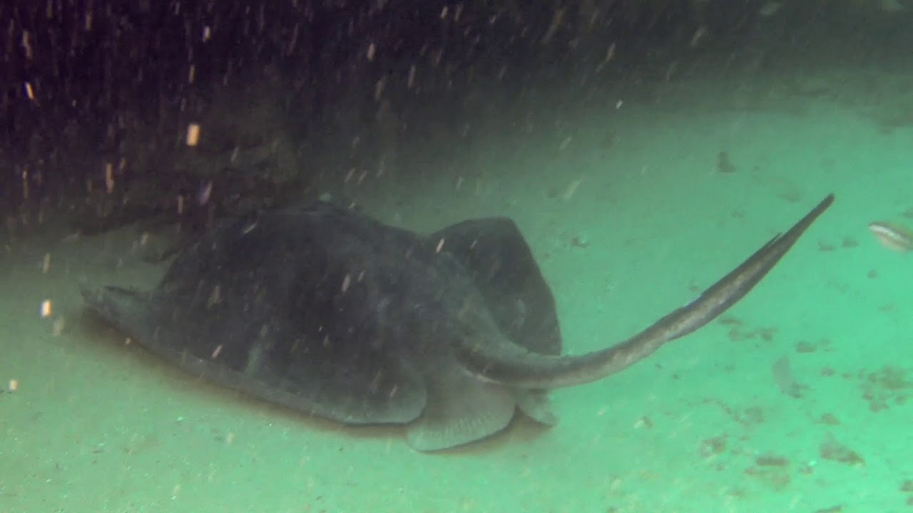 Scuba diving sharks Bull Ray @ Sydney's Magic Point best dive site ...