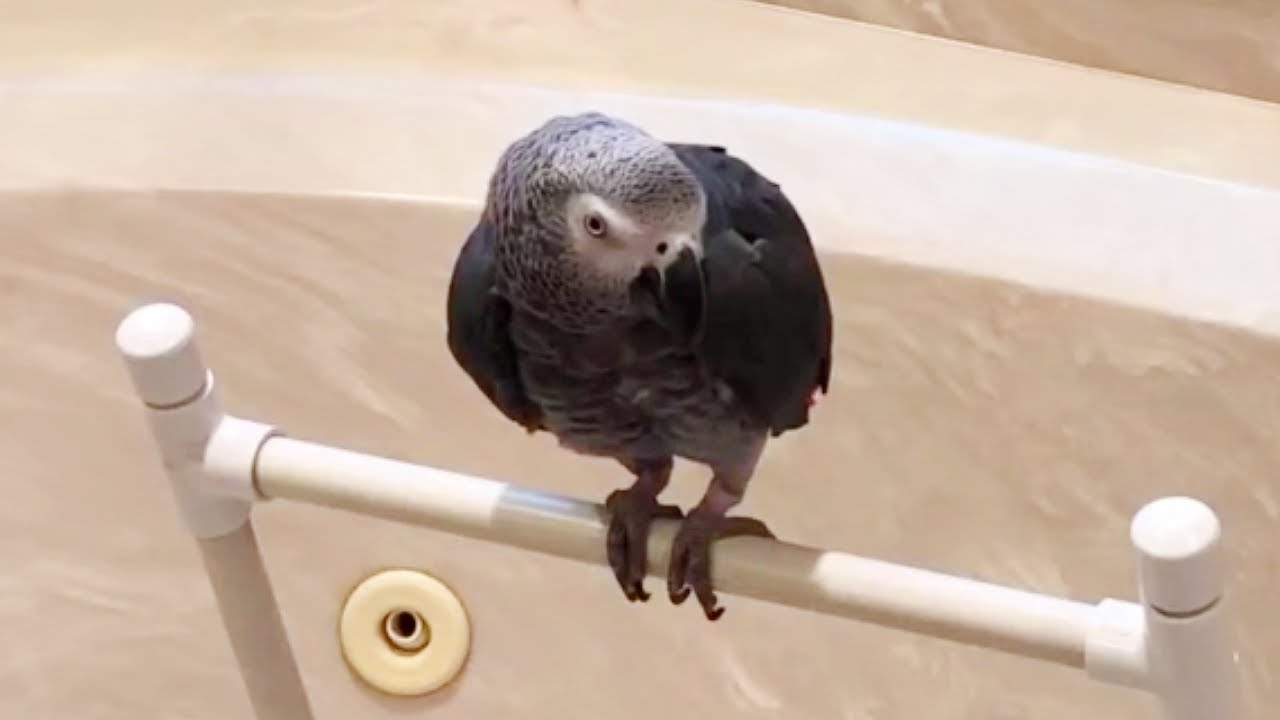 Talking parrot and his owner have a crazy conversation - YouTube
