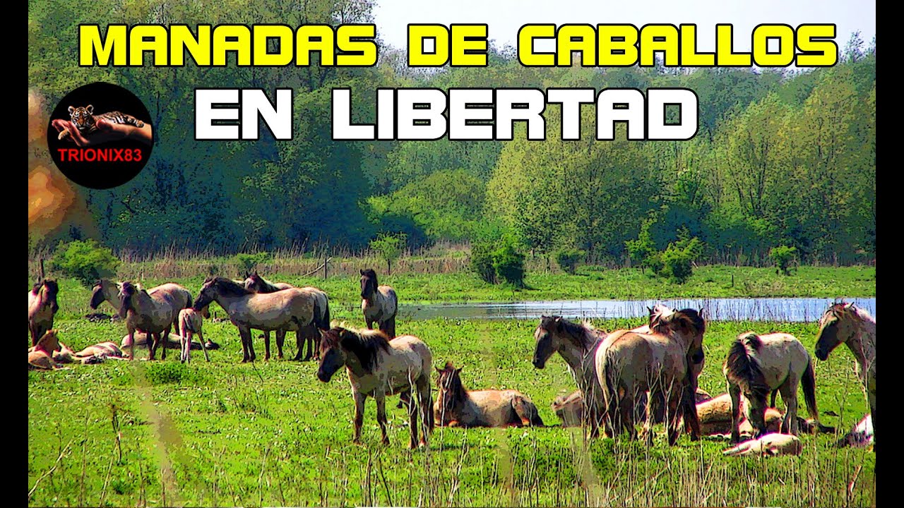 CABALLOS SALVAJES QUE EXISTEN EN EL MUNDO - Manadas de Caballos en ...