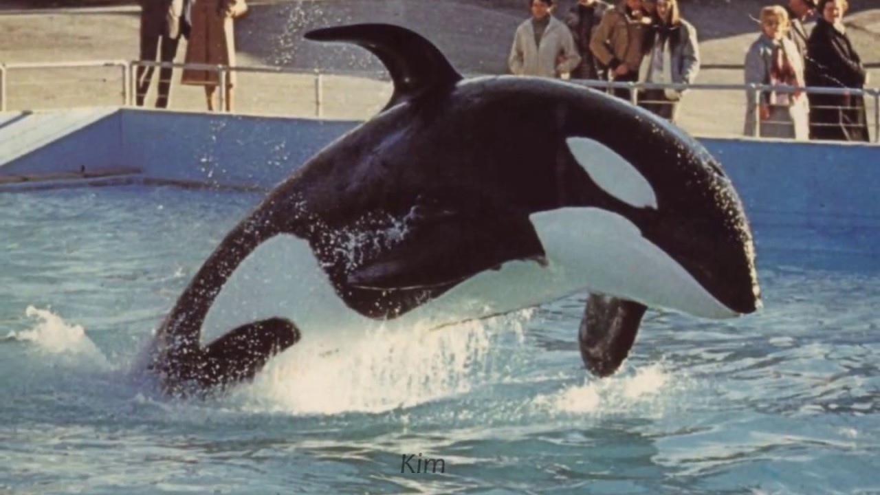 In memory of orcas - YouTube