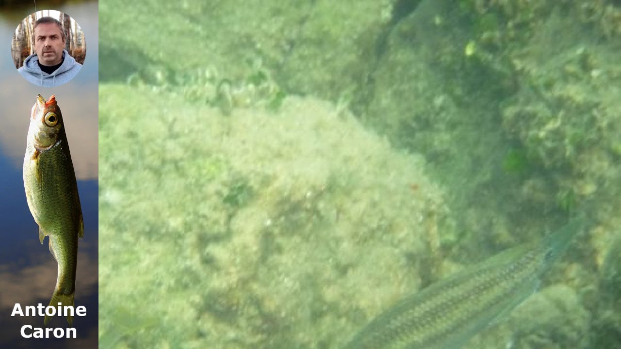 Découvrez les Poissons à Pêcher en Méditerranée Cet Été : Guide Complet ...