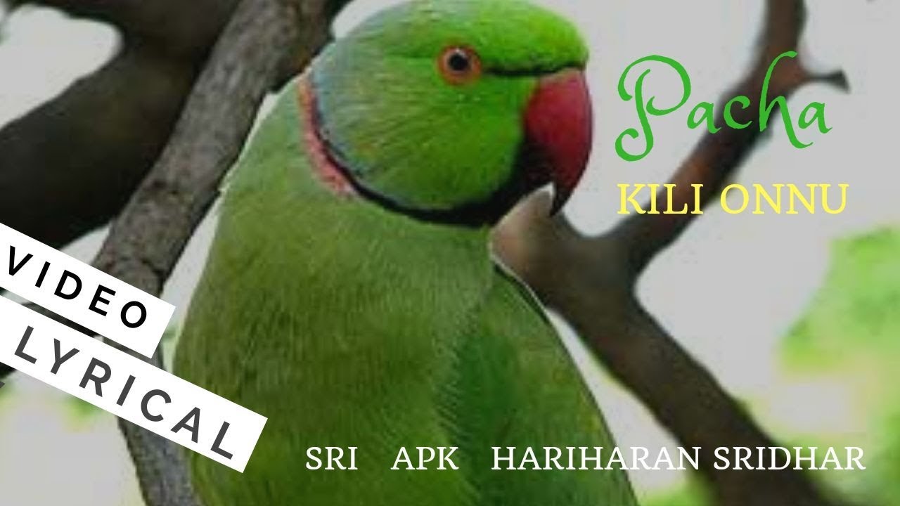 PACHA KILI ONNU - A BREAKUP ANTHEM (Official Lyrical video) | SRI | APK | HARIHARAN - YouTube