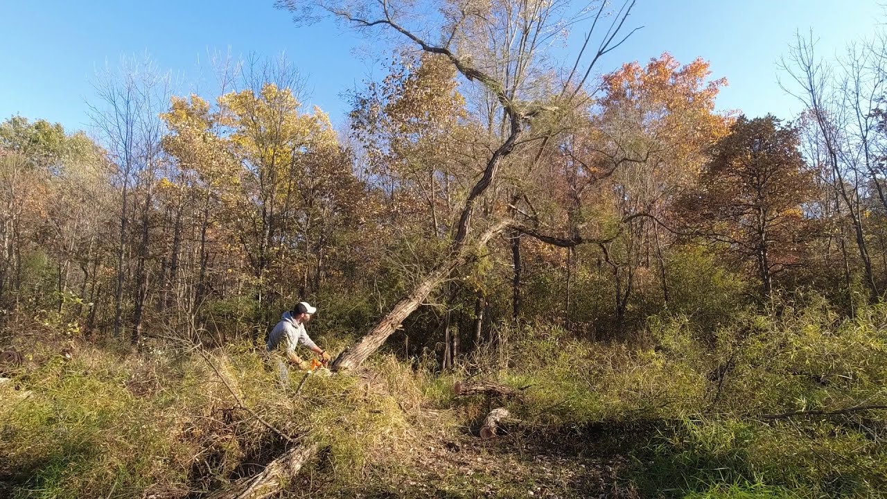 Cutting down HUGE OVERGROWN Willow Trees with the STIHL Chainsaw - YouTube