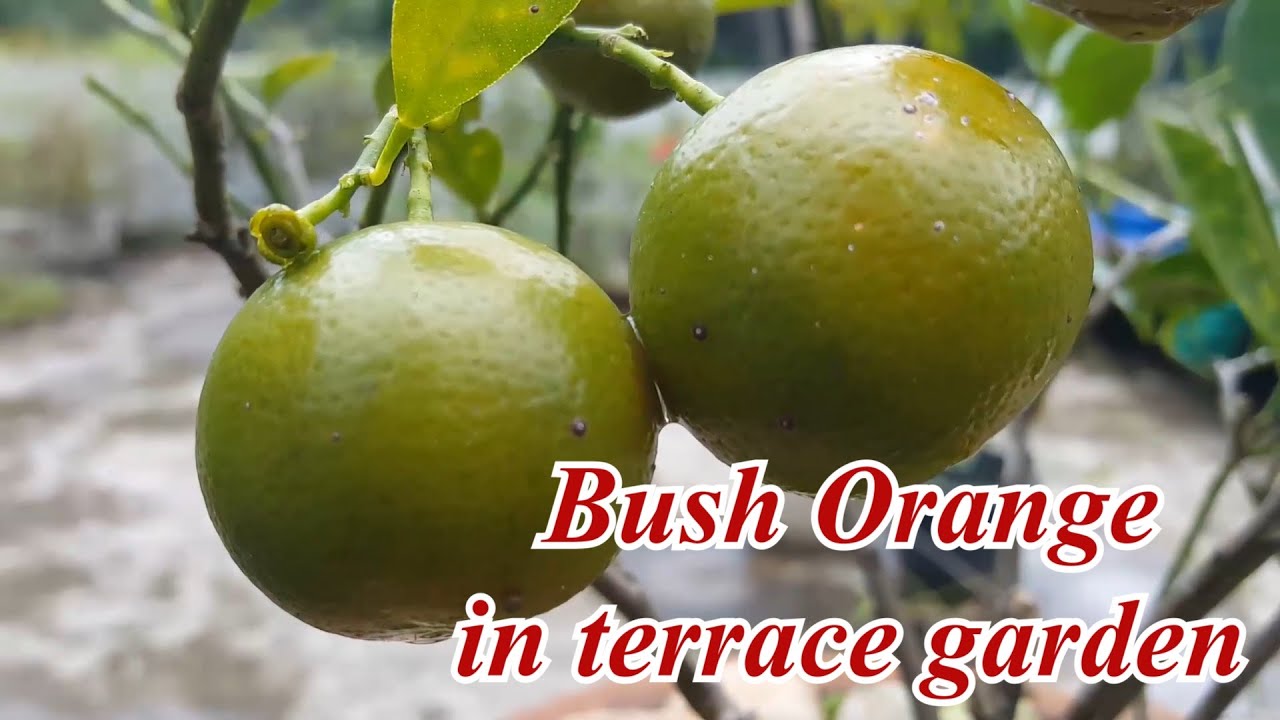 Bush orange in our terrace garden / MORNING BREEZE / orange juice ...