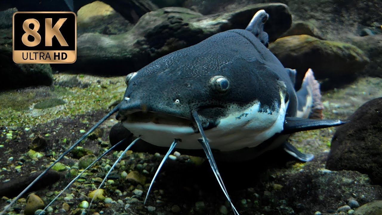 10 Most Bizarre Fish in the Deep Sea | Discover Special - YouTube