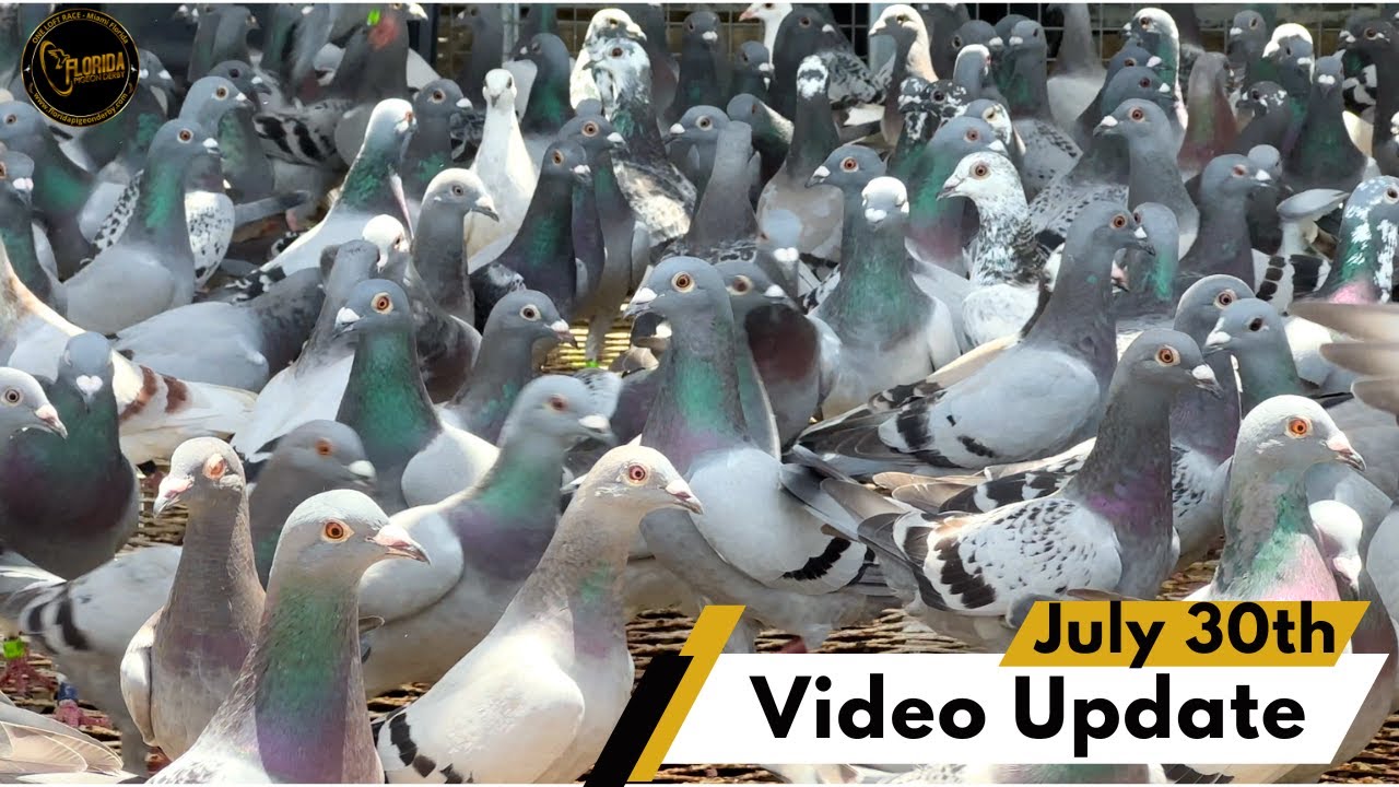 Birds Enjoying the Aviary at Florida Pigeon Derby - YouTube