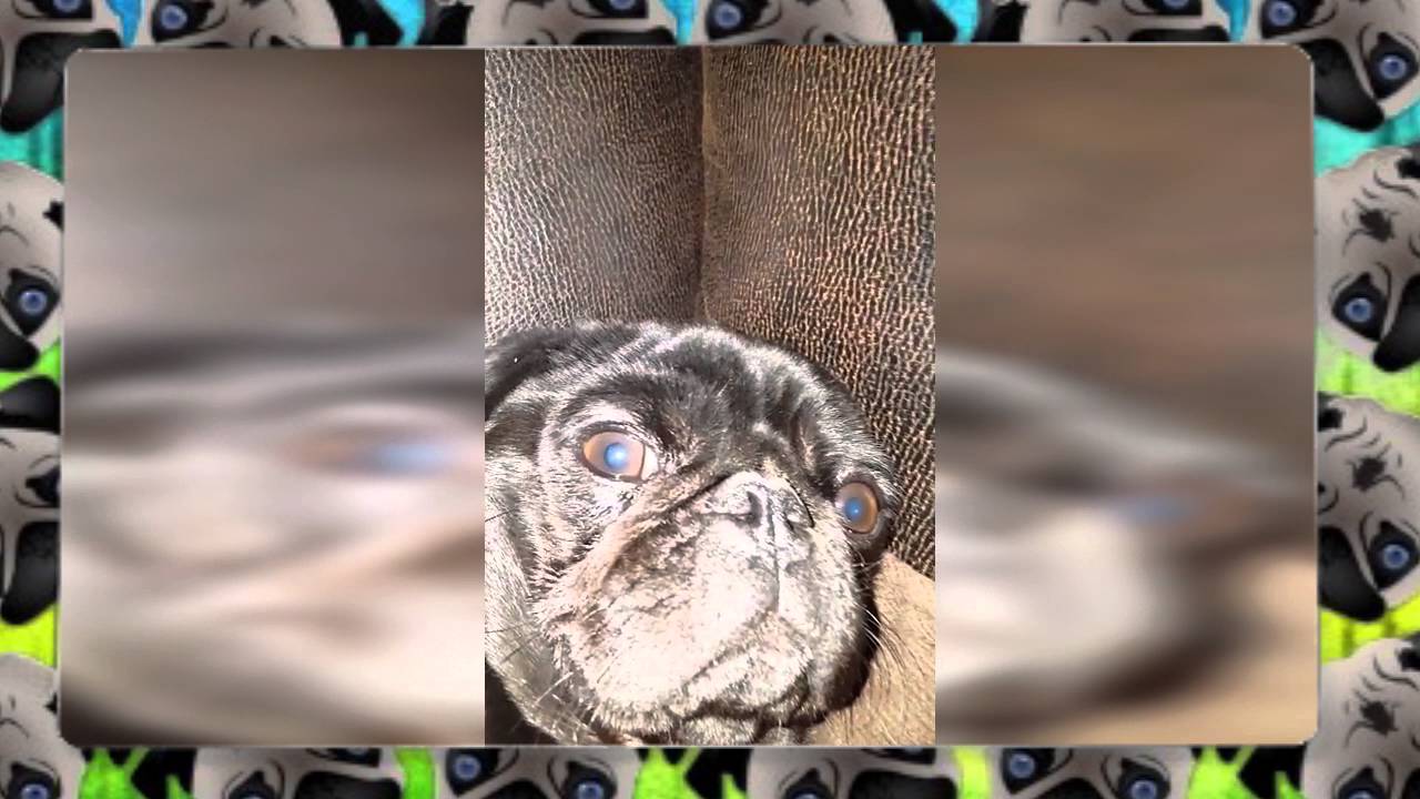 Funny pug Compilation 2015 part 3 - YouTube