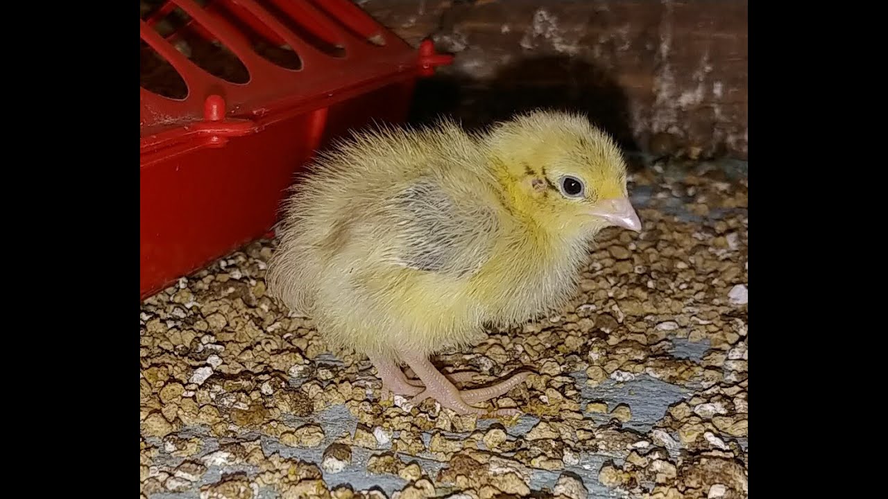 Falb Fee Quail Chicks 3 days old - YouTube