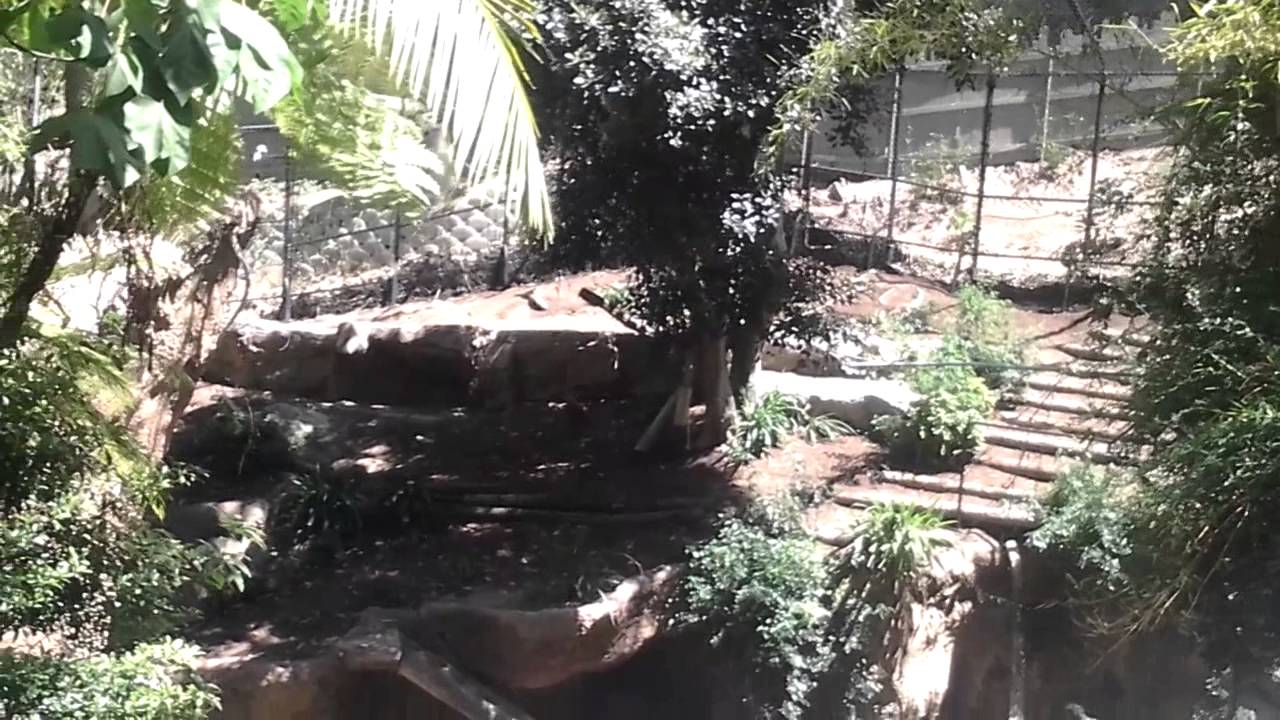 bamboo at the zoo with many trees! - YouTube