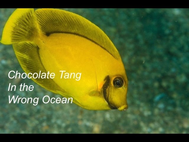 Mimic Eibli Tang
