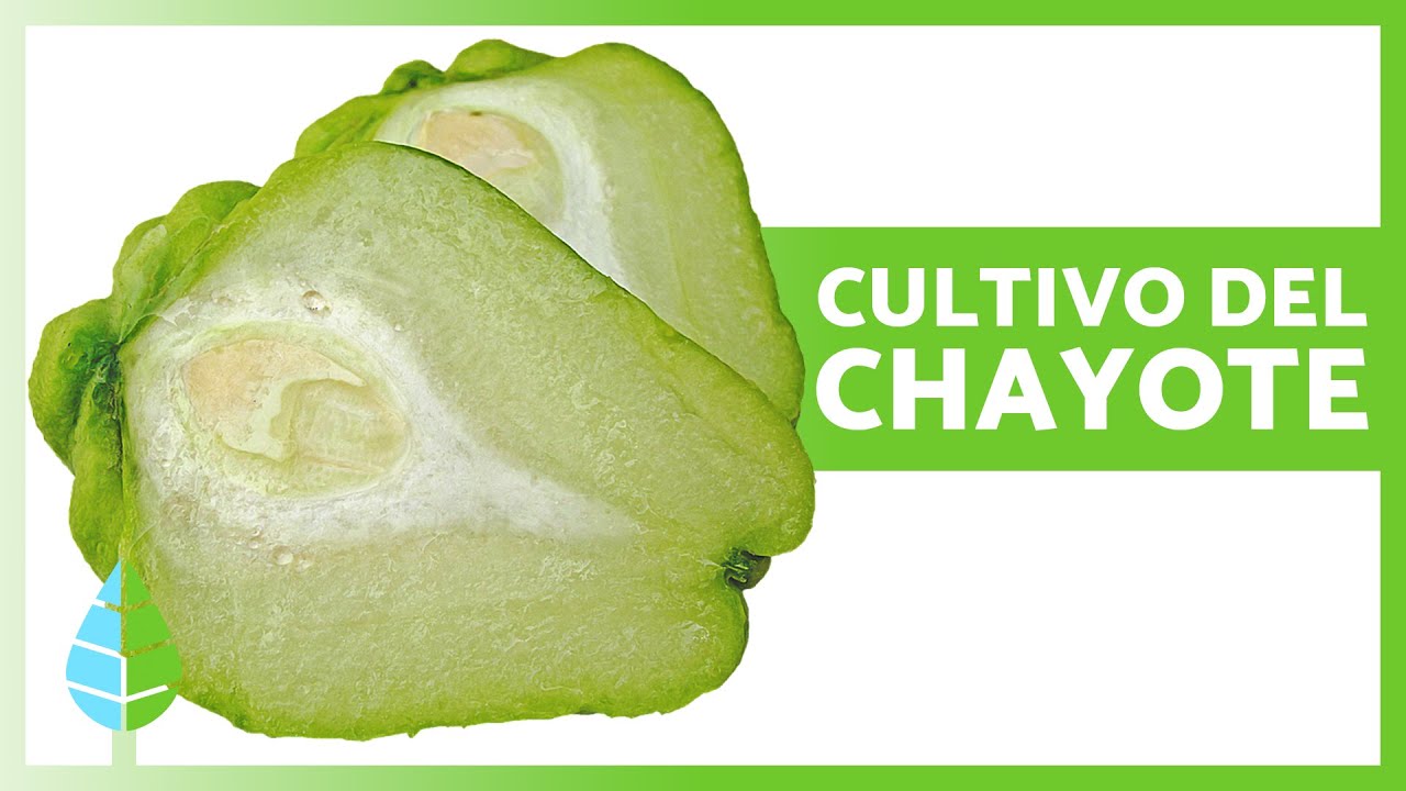 Cómo sembrar CHAYOTE 🍐👩🏻‍🌾 (Cómo Germinarlo o Plantarlo, Cuidados y ...