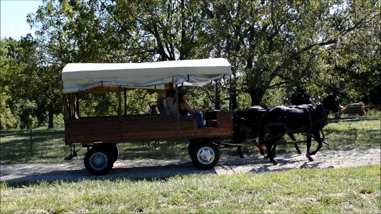 Pepper and Gus Mule Team for Sale SOLD - YouTube