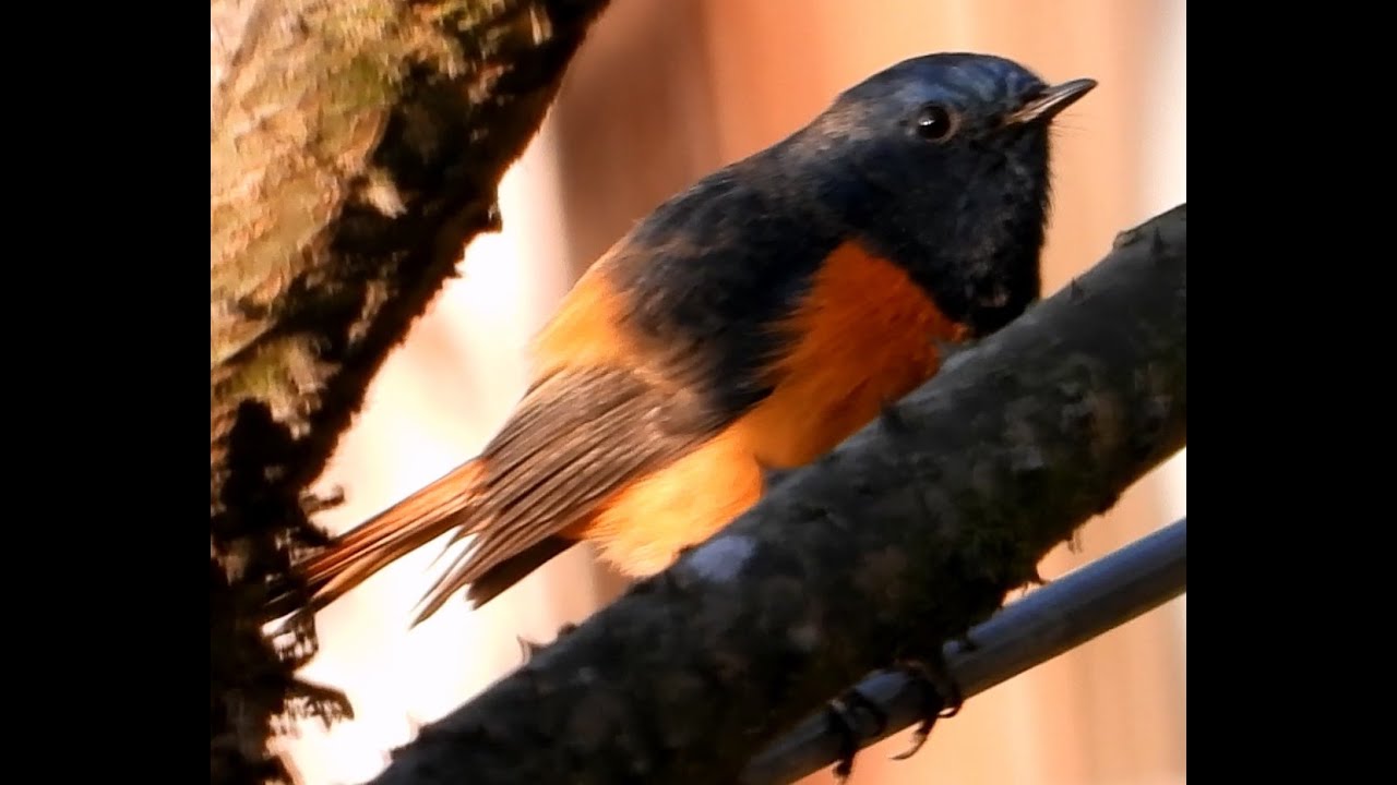 Blue-fronted Redstart Bird - M | Senchal National Park | West Bengal ...