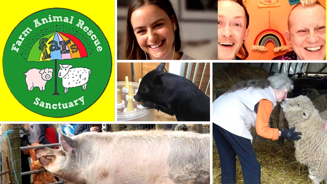 F.A.R.S - Farm Animal Rescue Sanctuary & Their AMAZING Work - YouTube