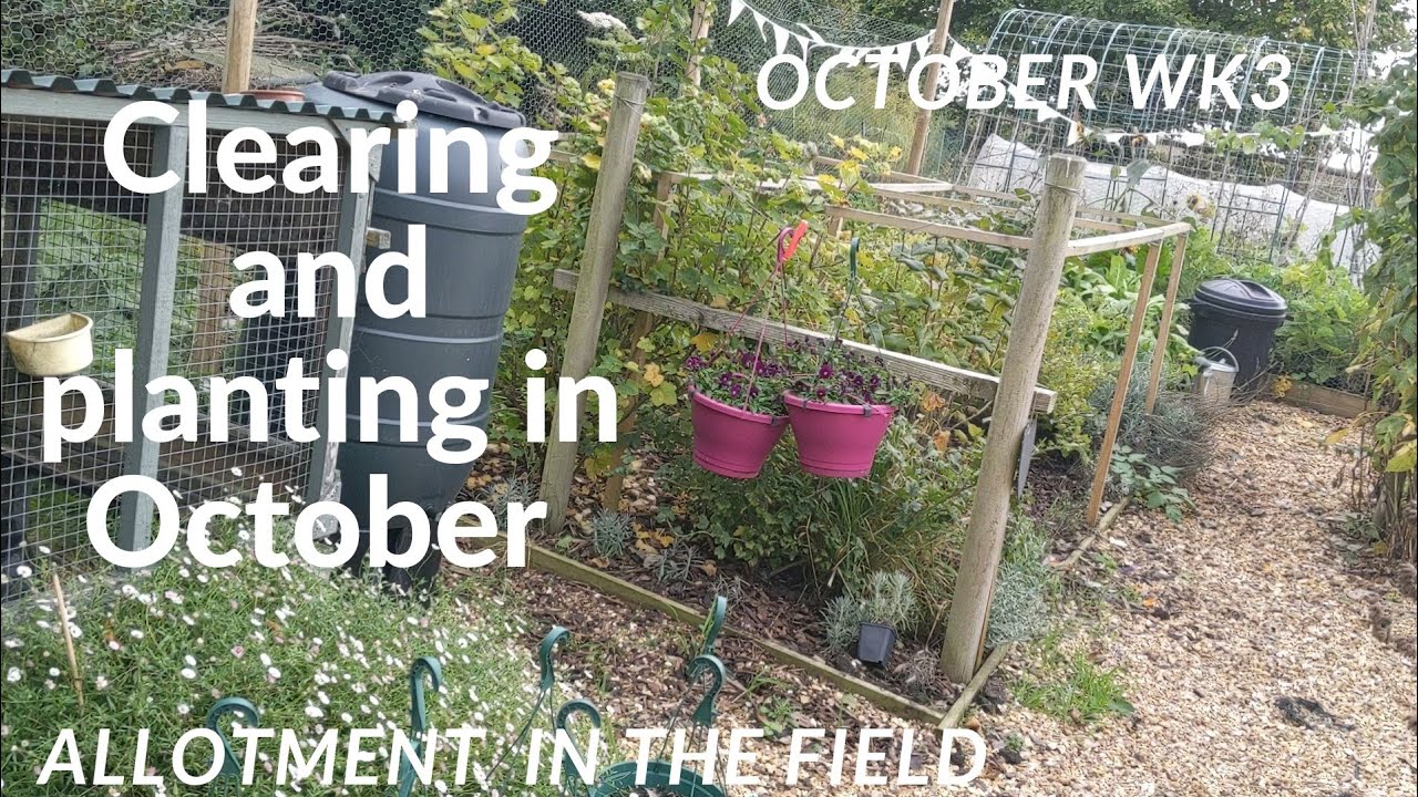 Clearing and planting in October @ Allotment in the field - YouTube