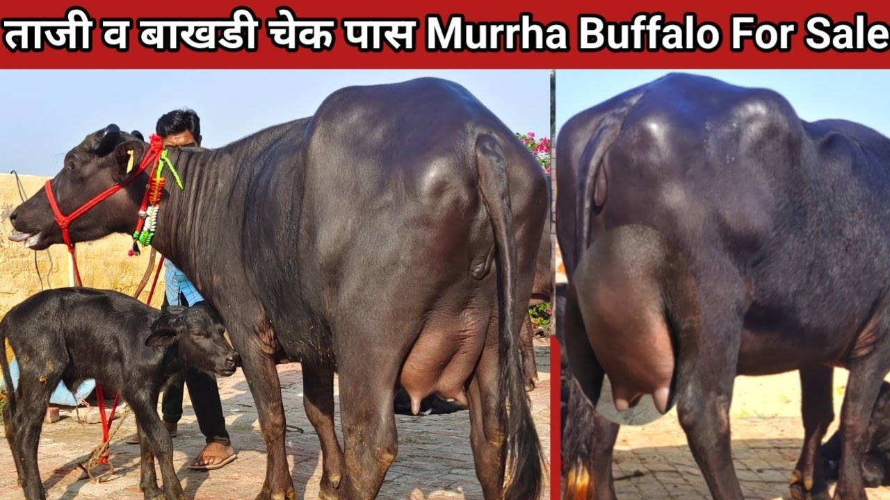 👌मात्र 55 हजार से शुरूआत वाली ताजी व बाखडी चेक पास Murrha Buffalo ...
