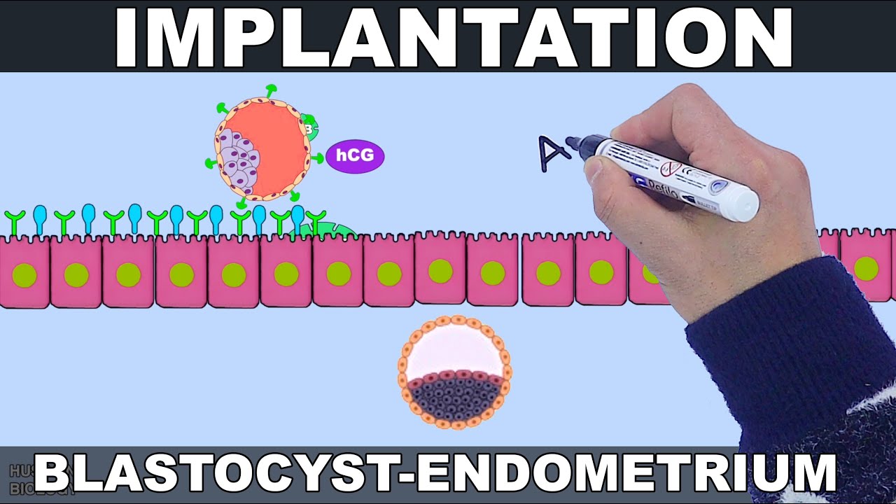 Implantation of Blastocyst - YouTube