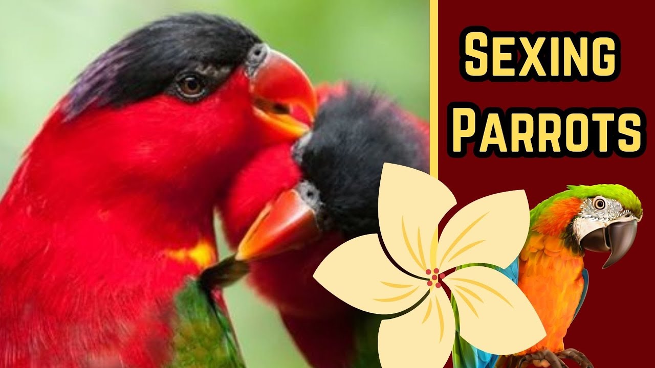 How To Tell The Gender Of Parrots - YouTube
