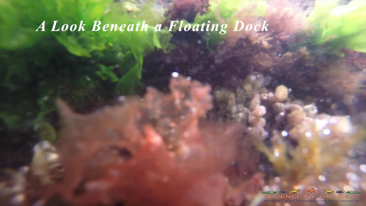 Live Feed Friday - Sea whip (Leptogorgia virgulata) - YouTube