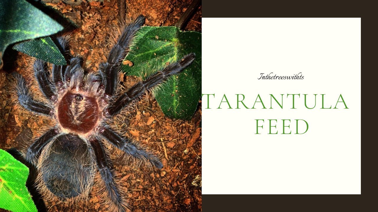TARANTULA FEED [success!] - YouTube
