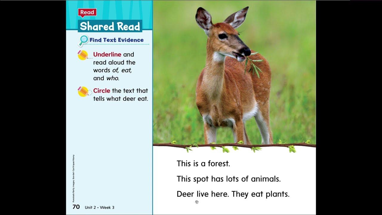 The Best Spot ( Wonders reading unit 2 Grade 1 ) - YouTube