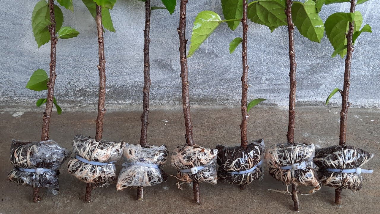 The World's Best Bethod of Hibiscus Propagation | Hibiscus Plant Air ...
