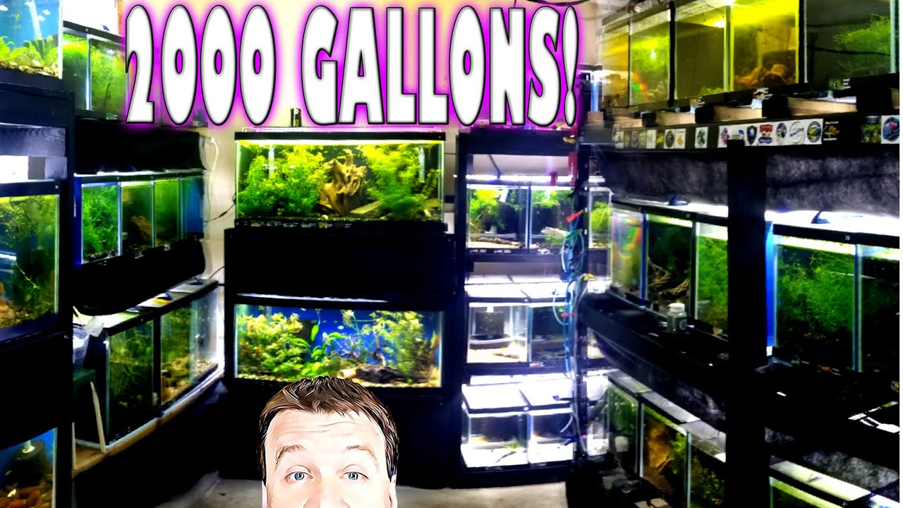 2000+ Gallon Fish Room Tour with Guppies, Plecos, Tetras and More Part ...