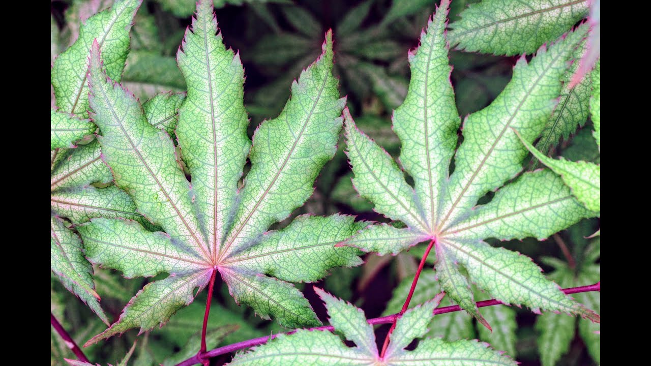 Maple World - First Leaves of Spring 2023 - Hundreds of Rare Japanese ...