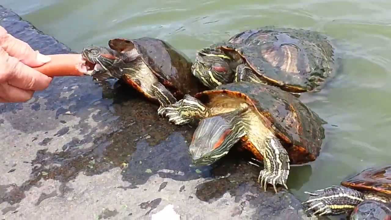 Crazy Central Park Turtles Eat Hot Dog - YouTube
