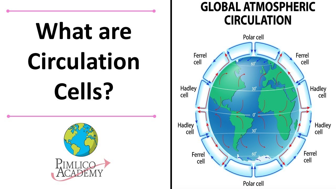 Circulation Cells - YouTube