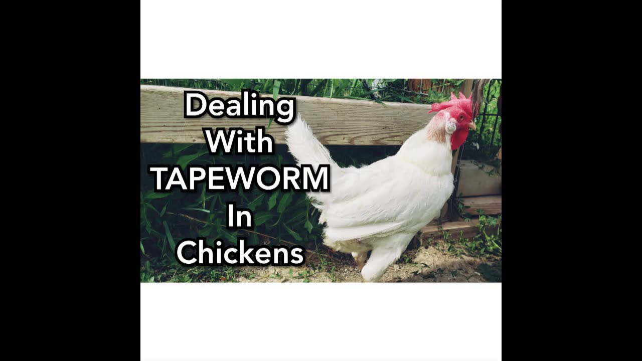 Long White Worms In Chicken Poop? 5 Proven Ways to Eliminate ...
