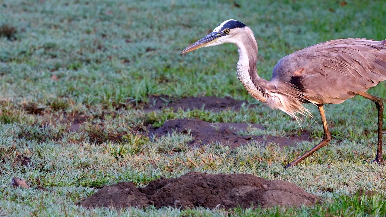 Great Blue Heron hunting and finally catching and eating a gopher ...