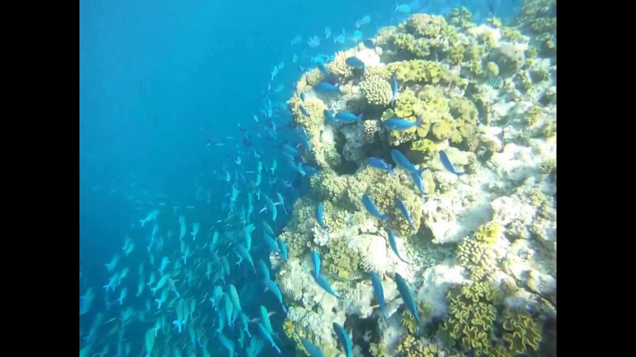 Amazing Blue Fish on the Great Barrier Reef - YouTube
