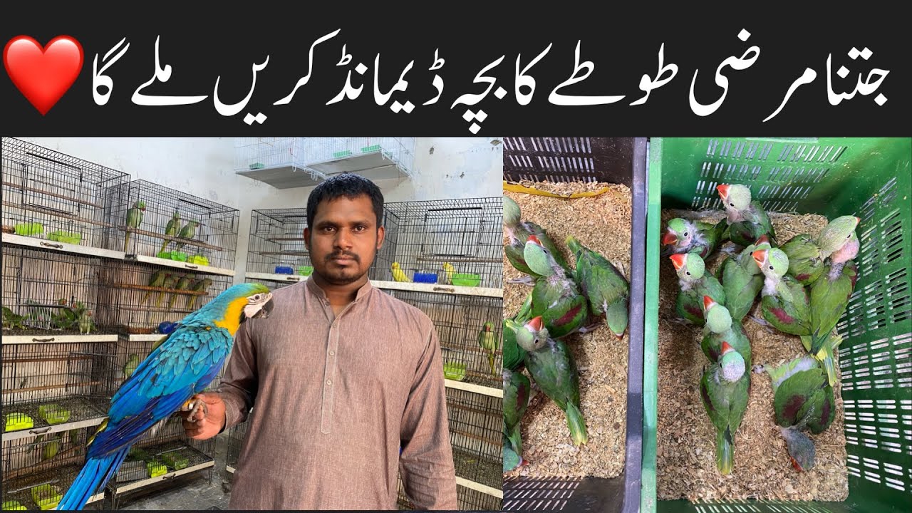 Ringneck,Raw Parrots chicks available at low price 🥰 - YouTube