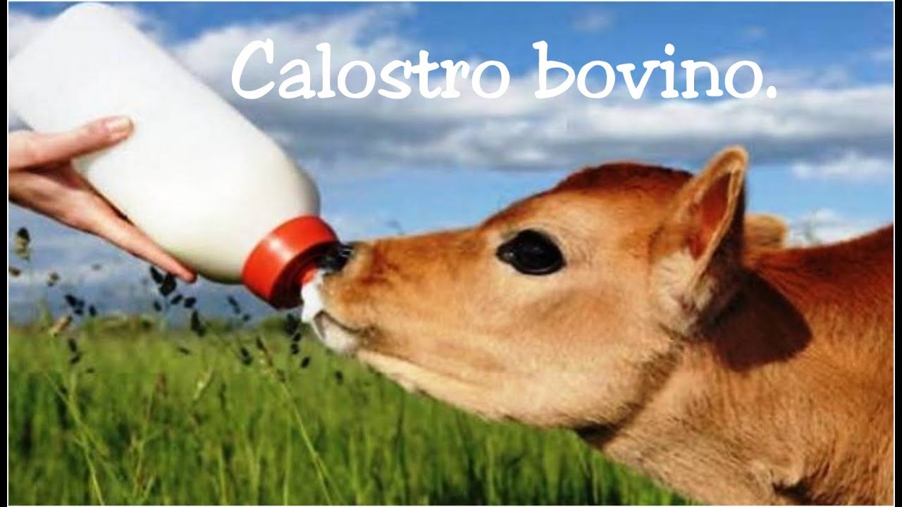 Calostro o zamora crudo de vaca. "Activando las defensas de nuestro ...