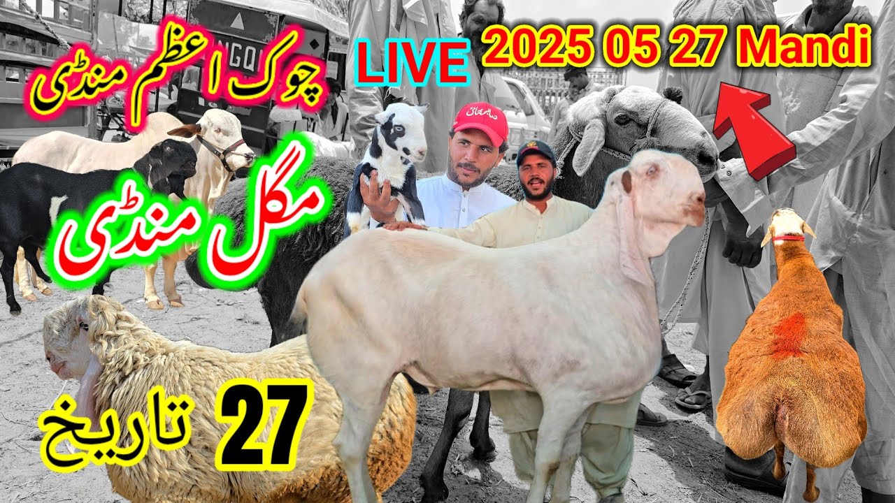 LIVE Badi Bakra Mandi 2025 05 27 Mangal 😁 Chowk Azam Mandi چوک اعظم ...