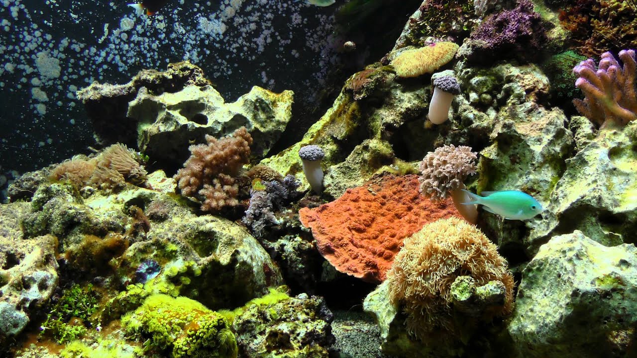 4K UHD Ultra High Definition Aquarium 20min + Musik - YouTube