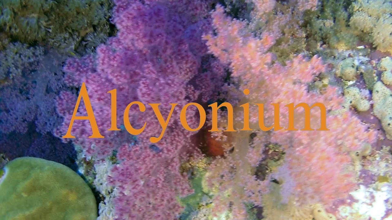 Alcyonium - YouTube