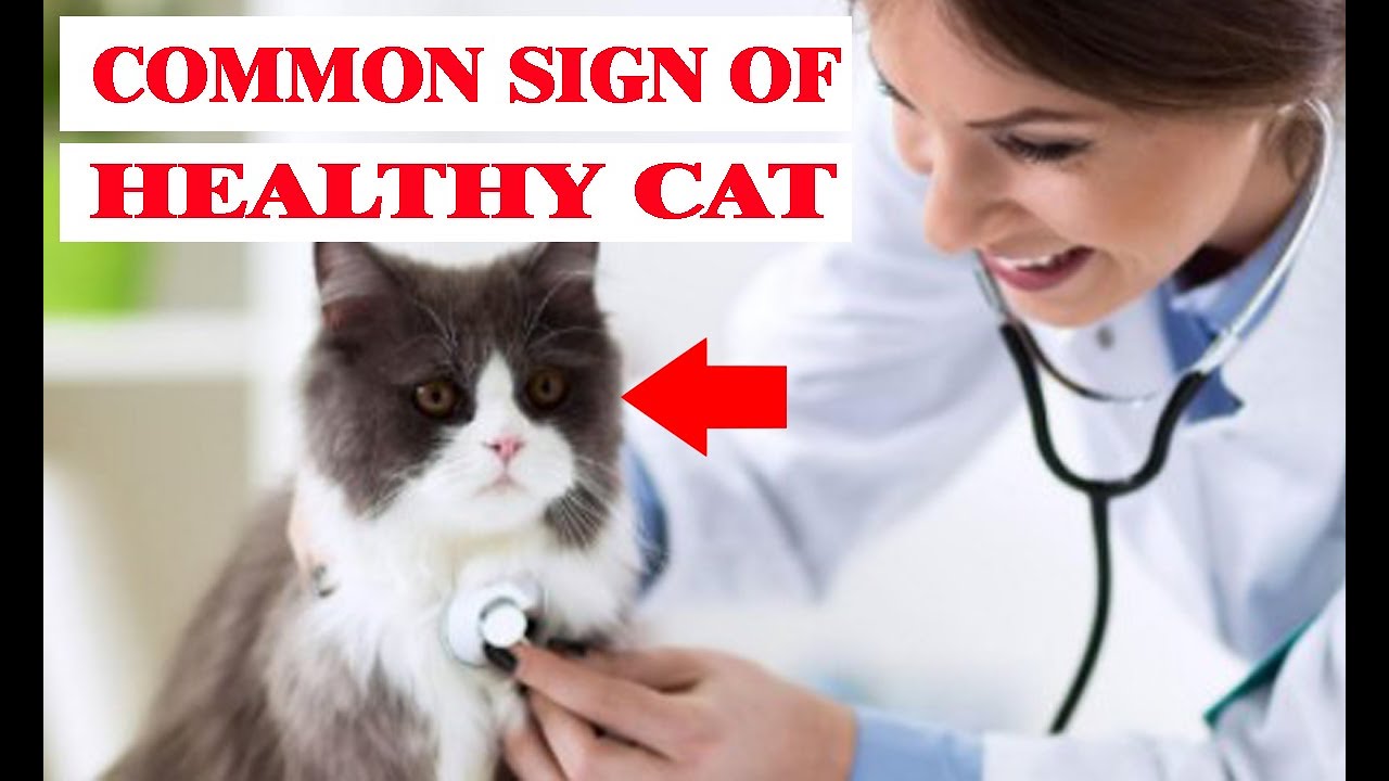 Common Signs of Healthy Cat - YouTube