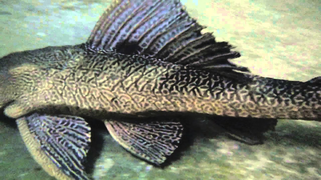 pez plaga plecostomus - YouTube