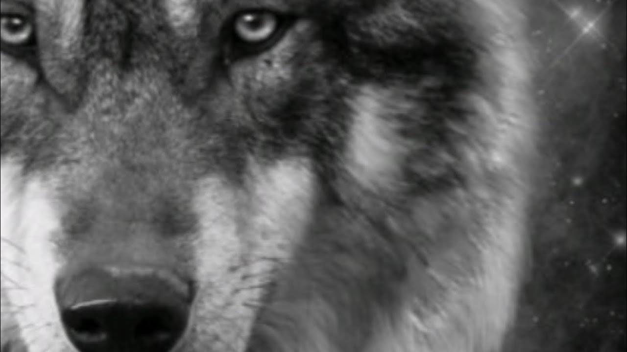 Aquarius ♒ wolf energy 🔮 - YouTube