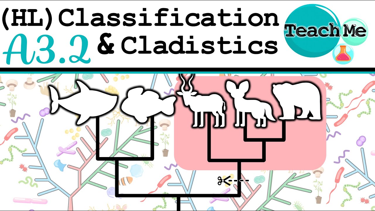 (A3.2) - Classification & Cladistics - IB Biology (HL) - YouTube