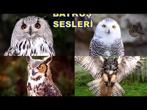 Şirin Baykuşlar 🦉 | Baykuş Sesi ve Farklı Baykuş Ötüşleri