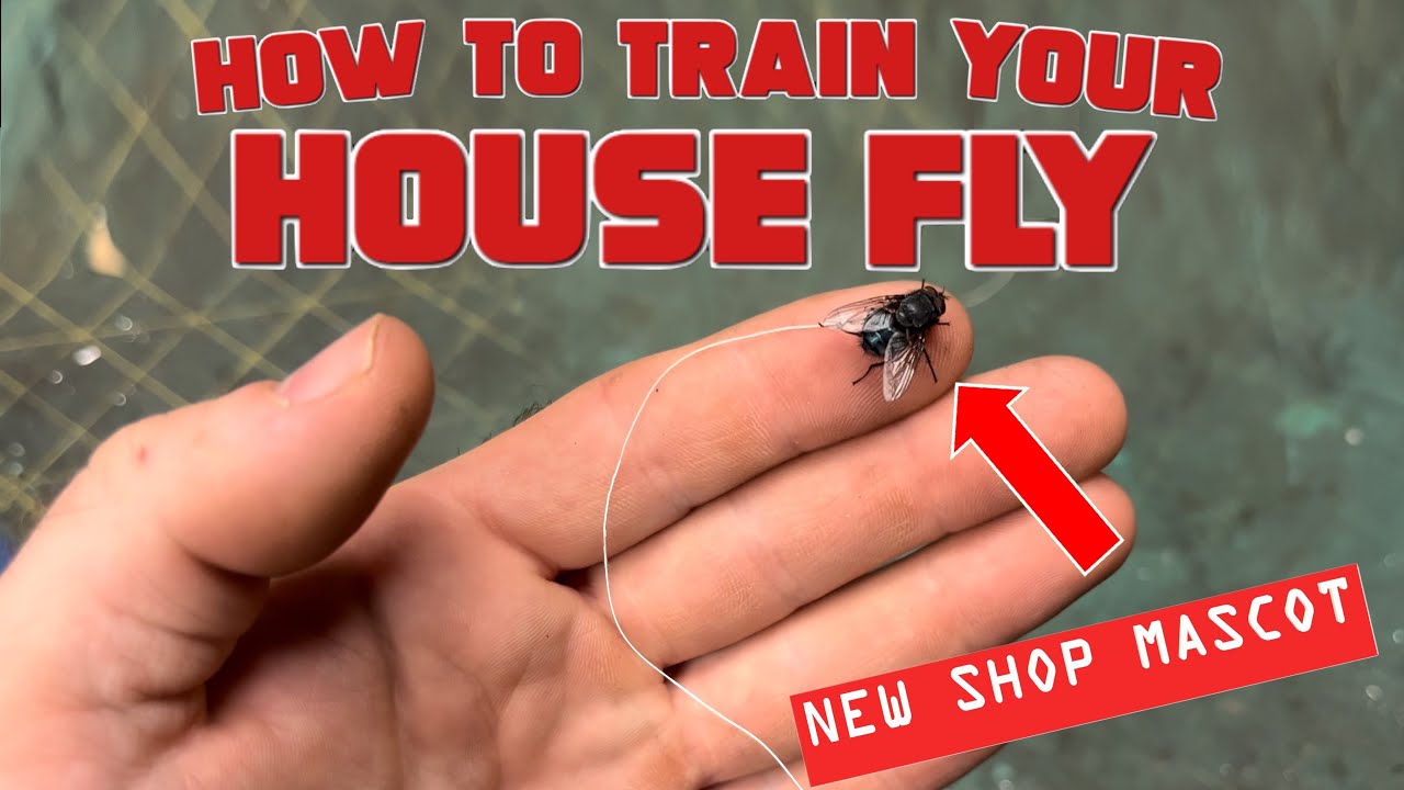 Rope-a-Dope! Can You Train a House Fly? - YouTube