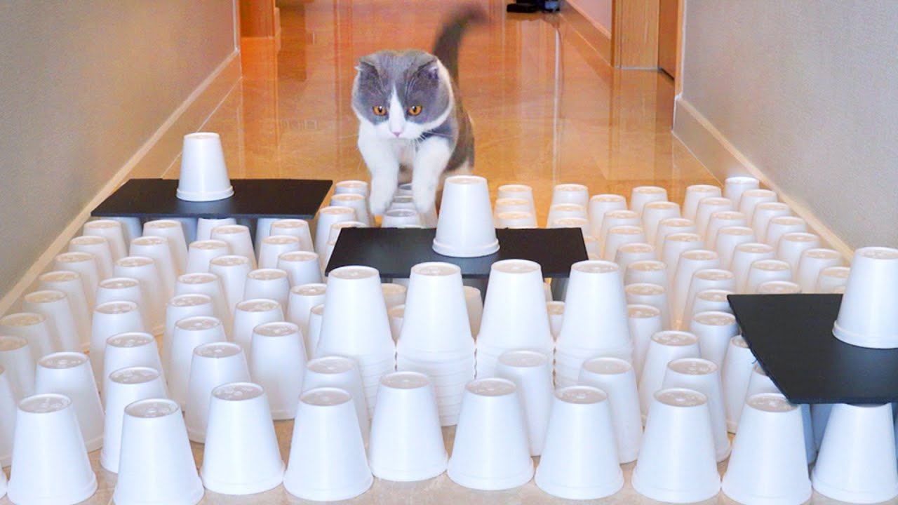 Can Cats Do Parkour? | Cat Challenges #1 - YouTube