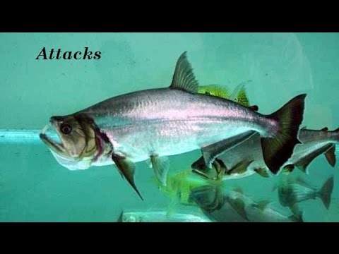 Best fish attacks in another fish - YouTube