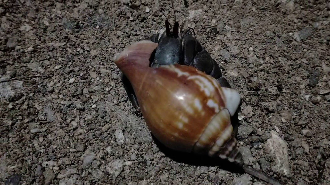 Snail get shock !!! - YouTube