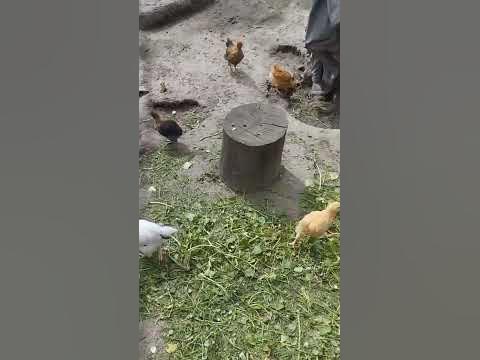 Ципам 36 дней.Подпишитесь)) - YouTube