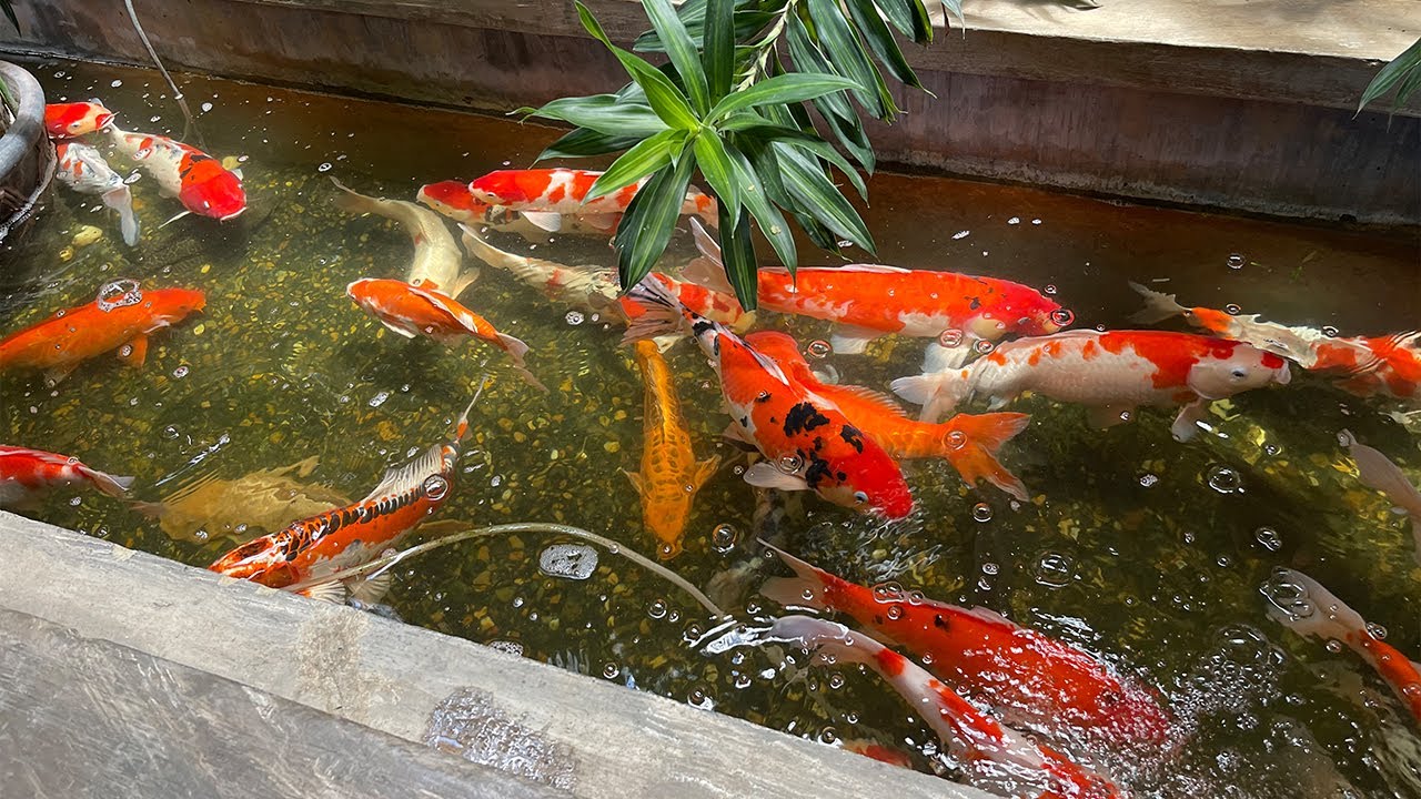 Supper Koi in coffee shop / Cambodia Koi / Coffee Koi Pond - YouTube