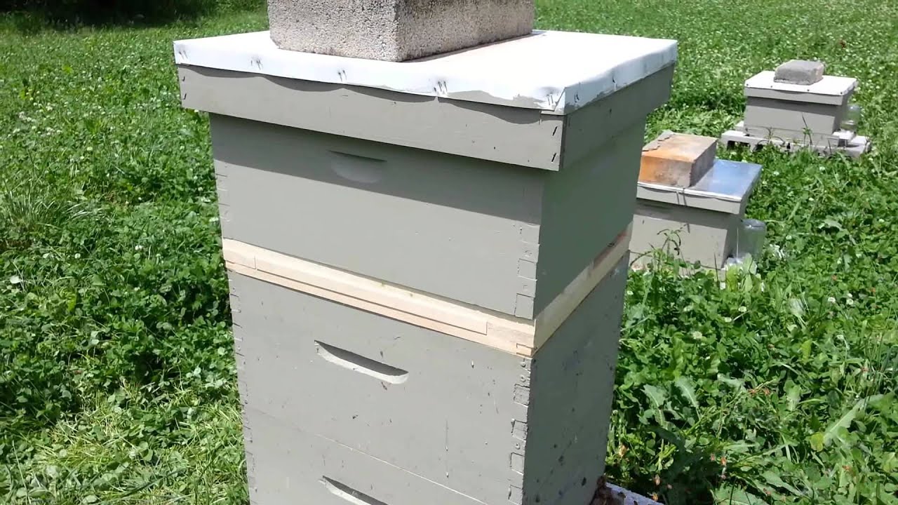 Populating a Double Nuc-Revised Cloake Board Method - YouTube